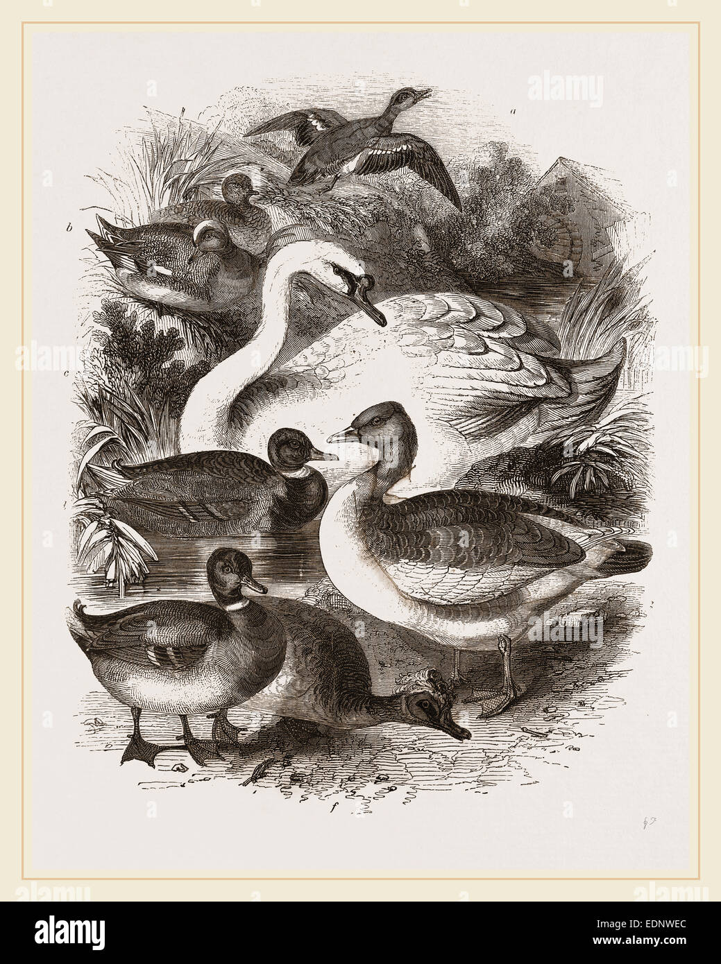 Group of Water Fowl Stock Photo - Alamy