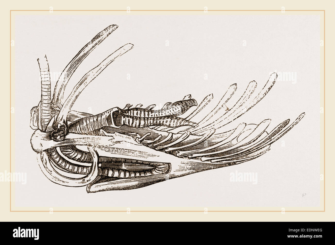 Breast-bone of Wild Swan Stock Photo - Alamy