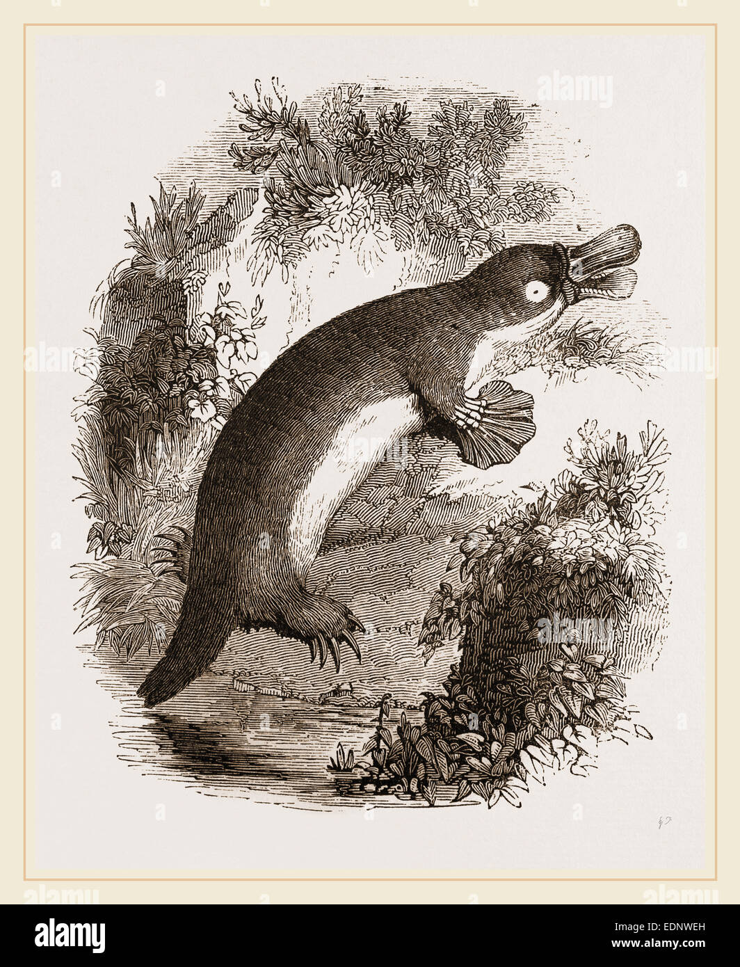 Ornithorhynchus hi-res stock photography and images - Alamy