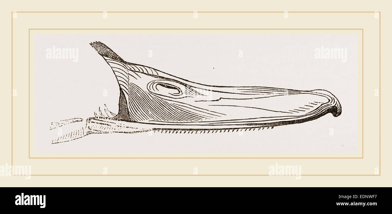 The duck bill hi-res stock photography and images - Alamy