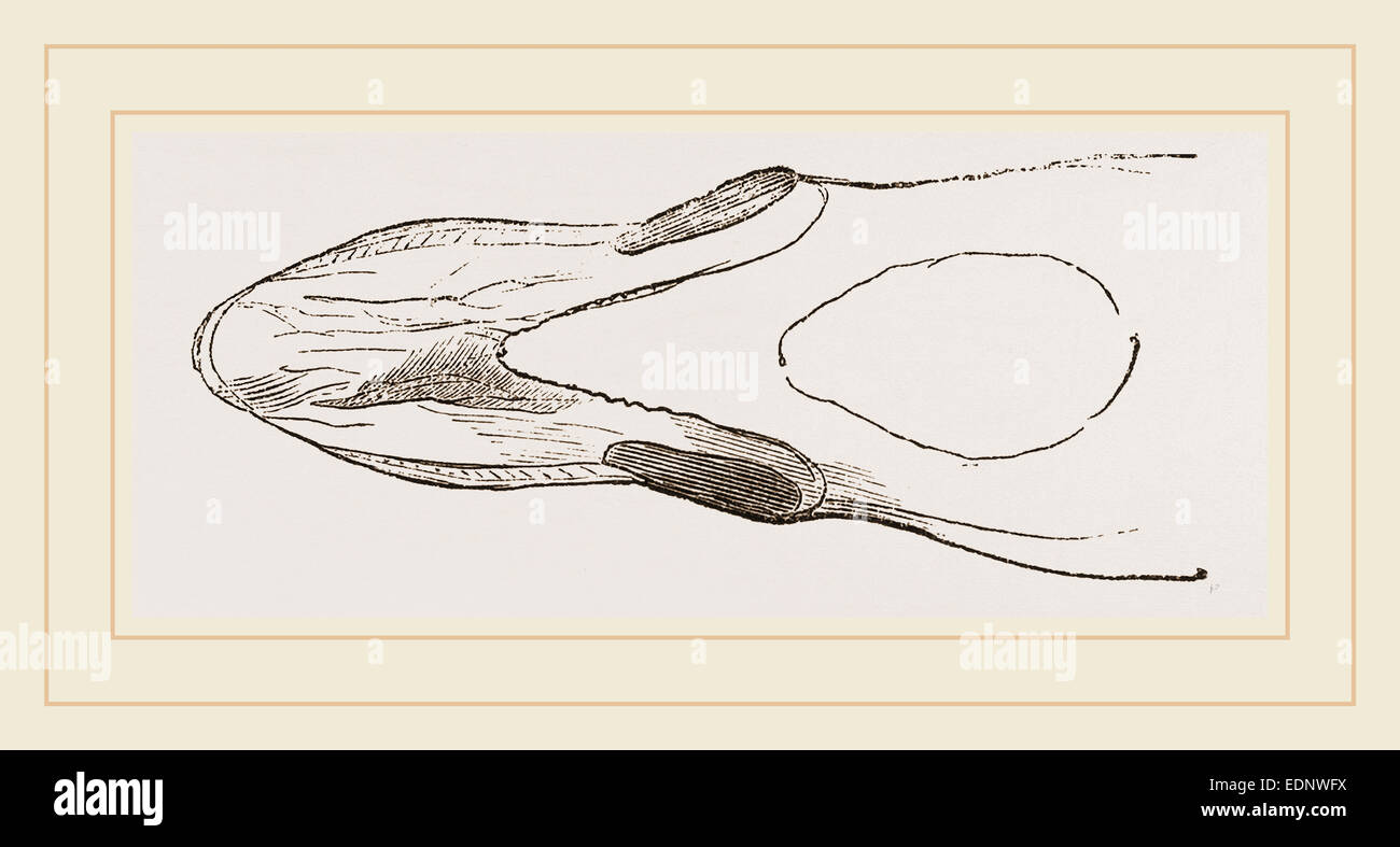 The duck bill hi-res stock photography and images - Alamy