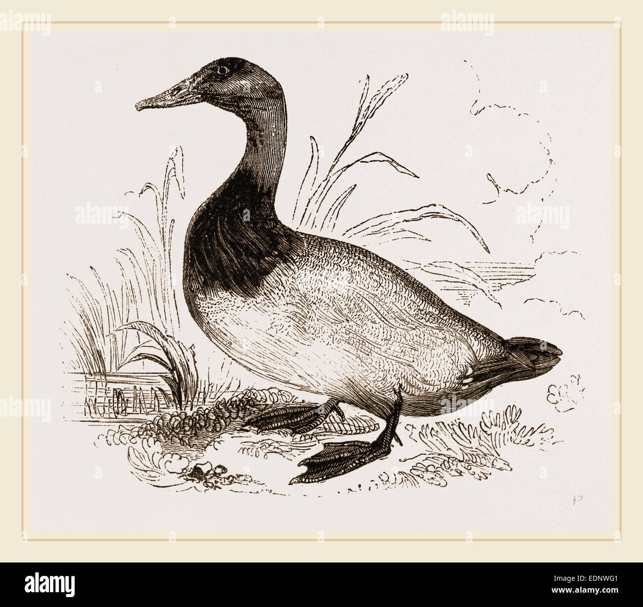 Back canvas hi-res stock photography and images - Alamy