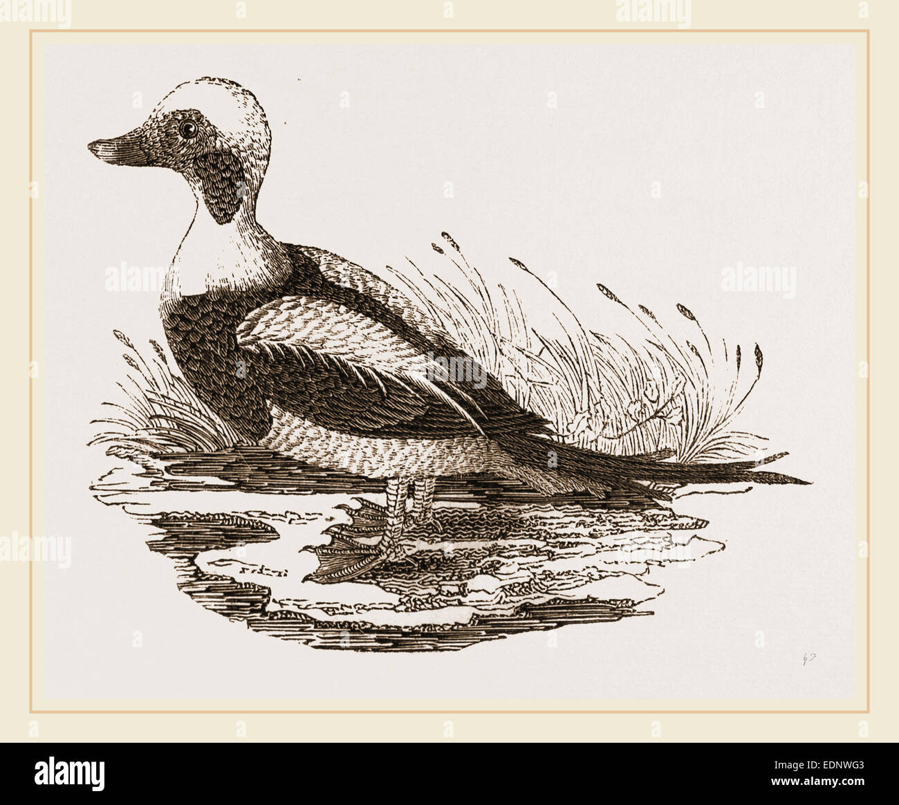 Long-tailed Duck Male Stock Photo - Alamy