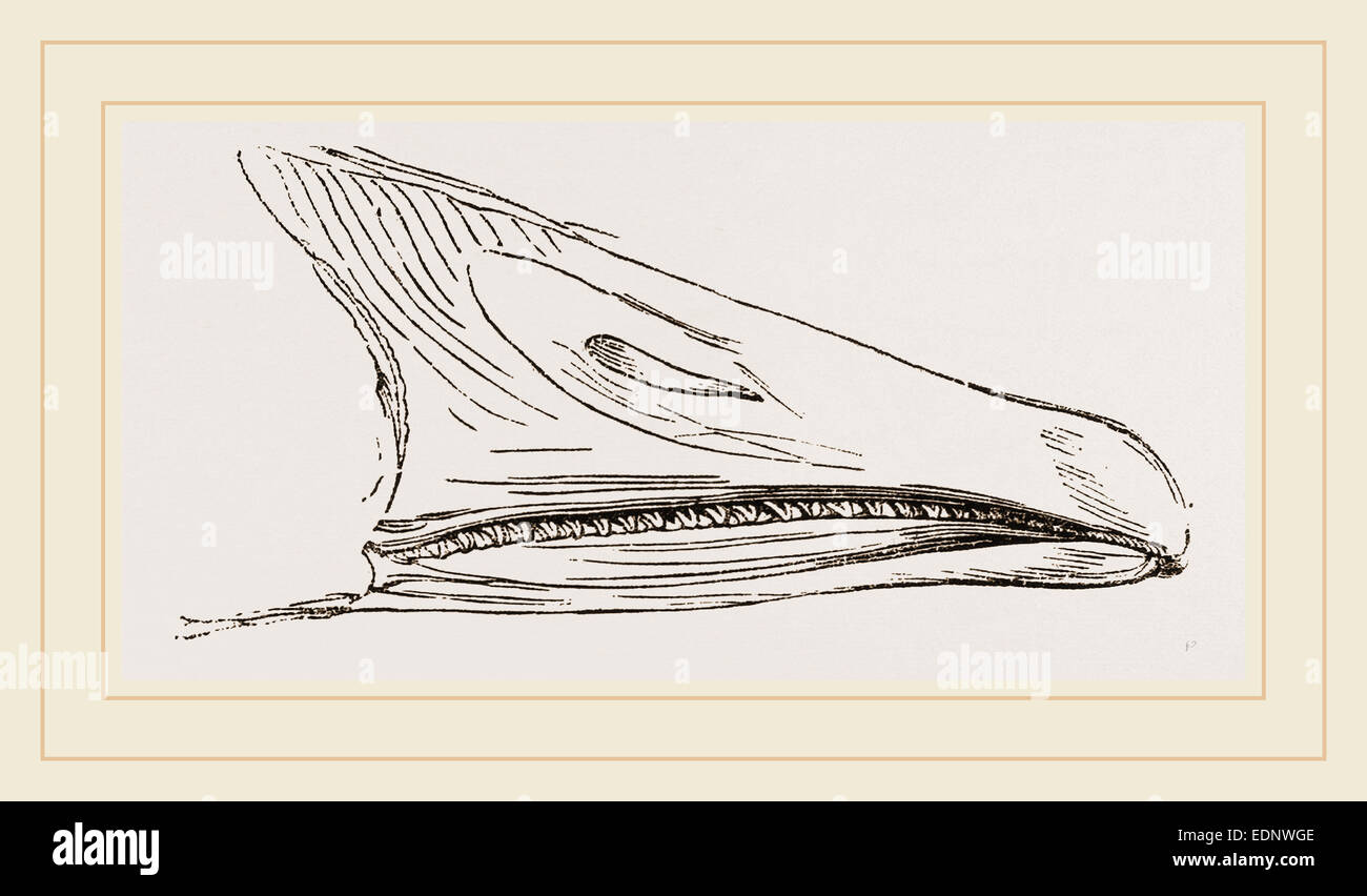 Bill of Snow Goose Stock Photo - Alamy