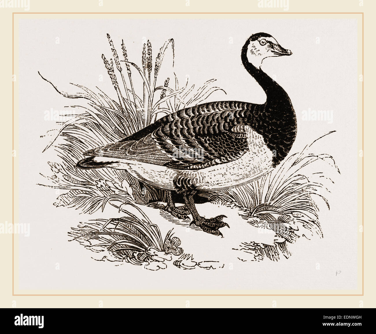 Bernicle hi-res stock photography and images - Alamy