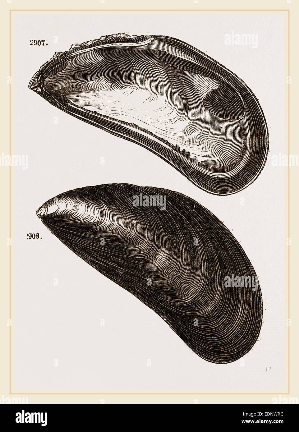 Shells of Mussel Stock Photo - Alamy