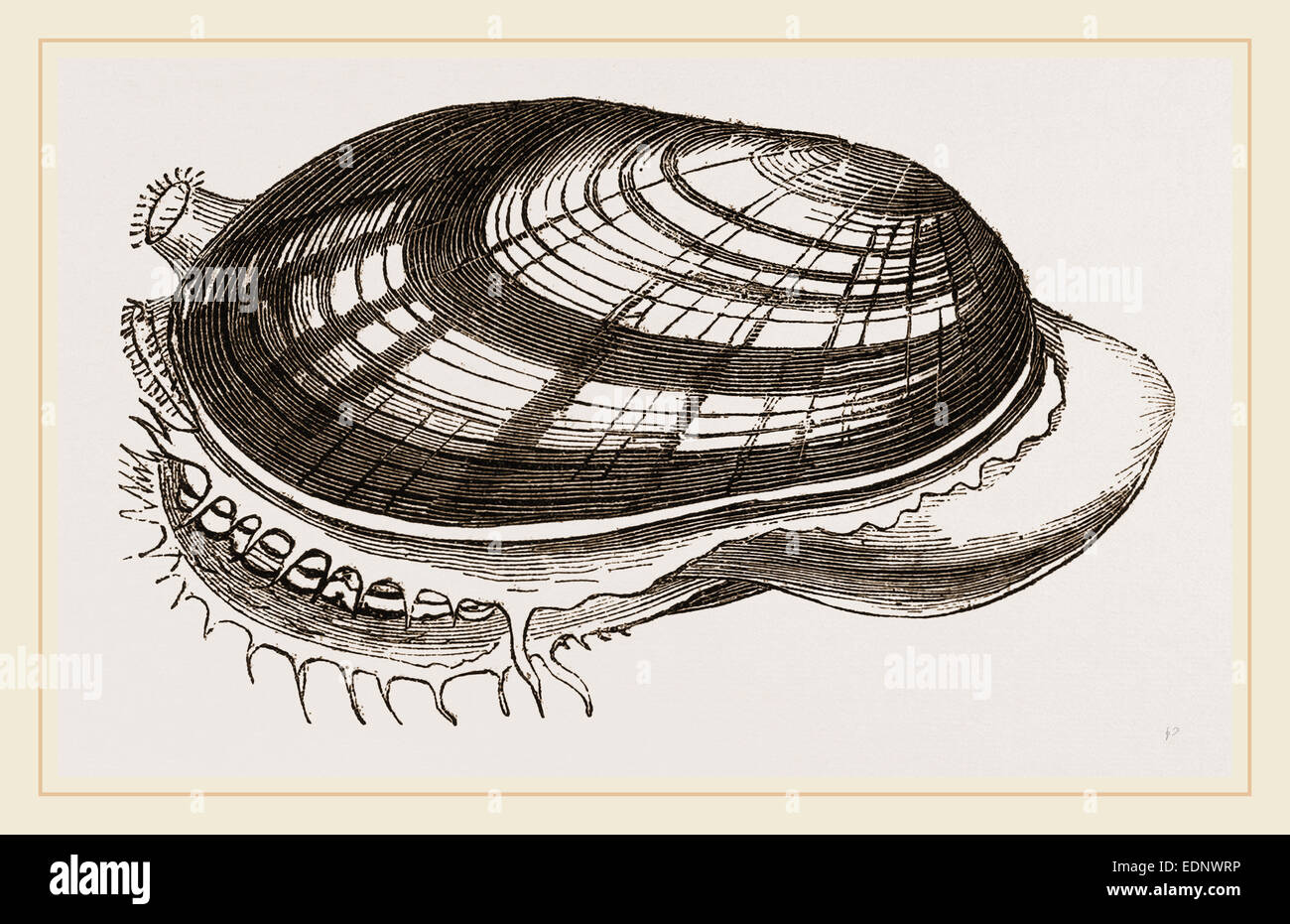 Unio radiatus hi-res stock photography and images - Alamy