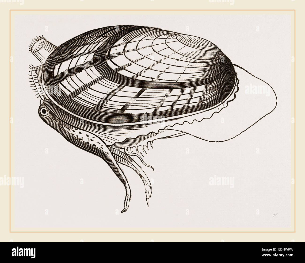 Unio radiatus hi-res stock photography and images - Alamy