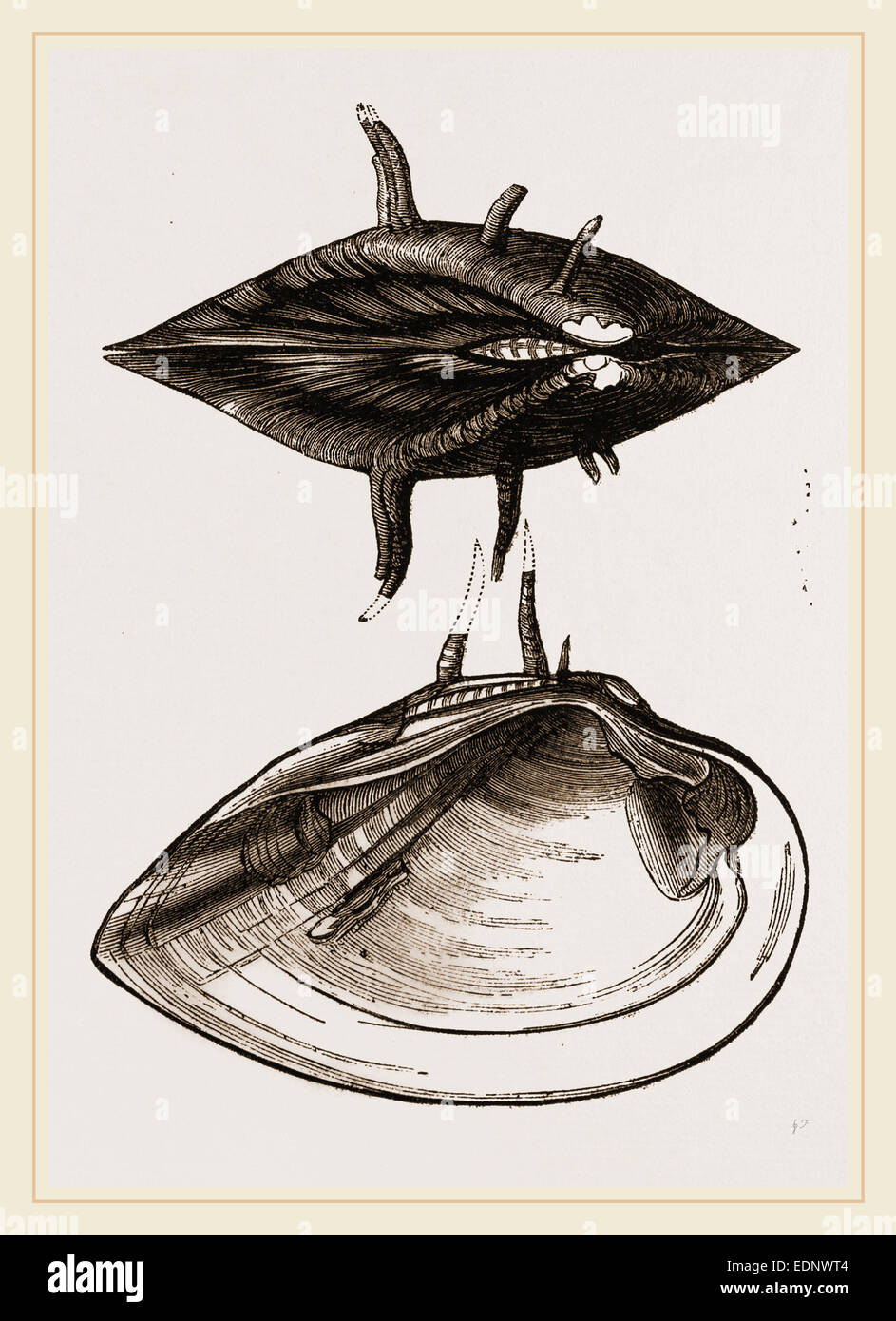 Spinous hi-res stock photography and images - Alamy