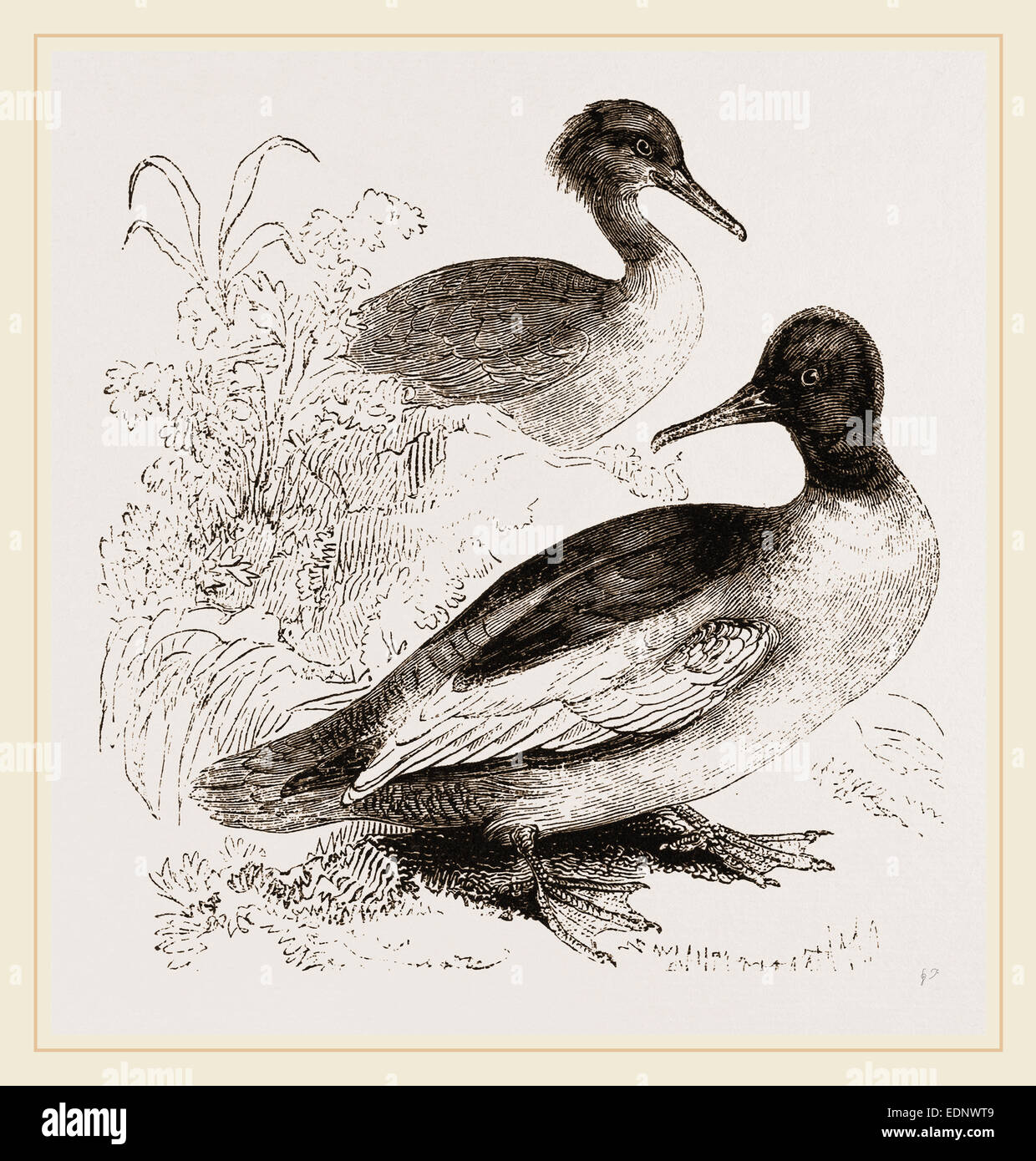 Goosanders hi-res stock photography and images - Alamy