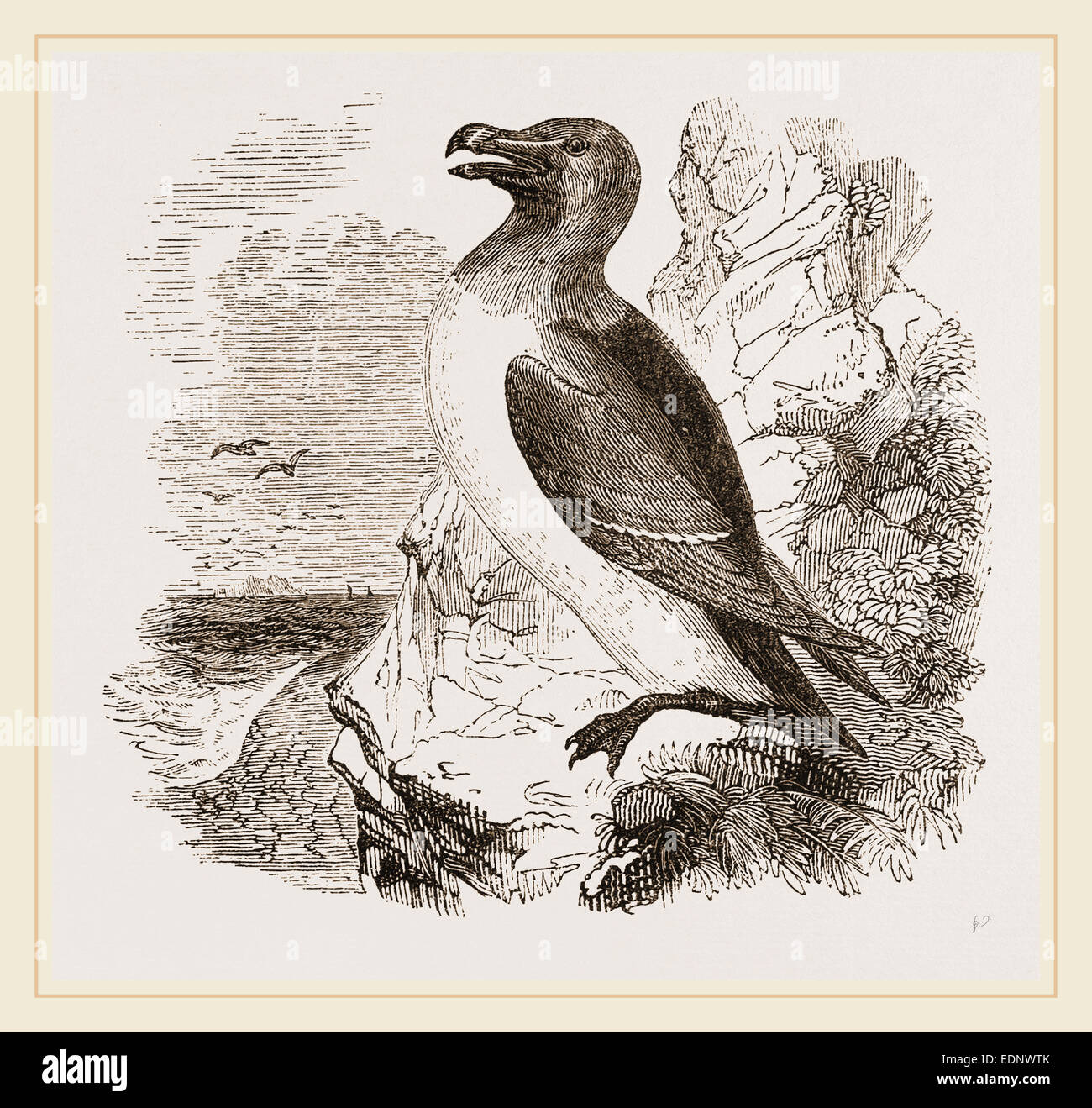 Razor bill hi-res stock photography and images - Alamy