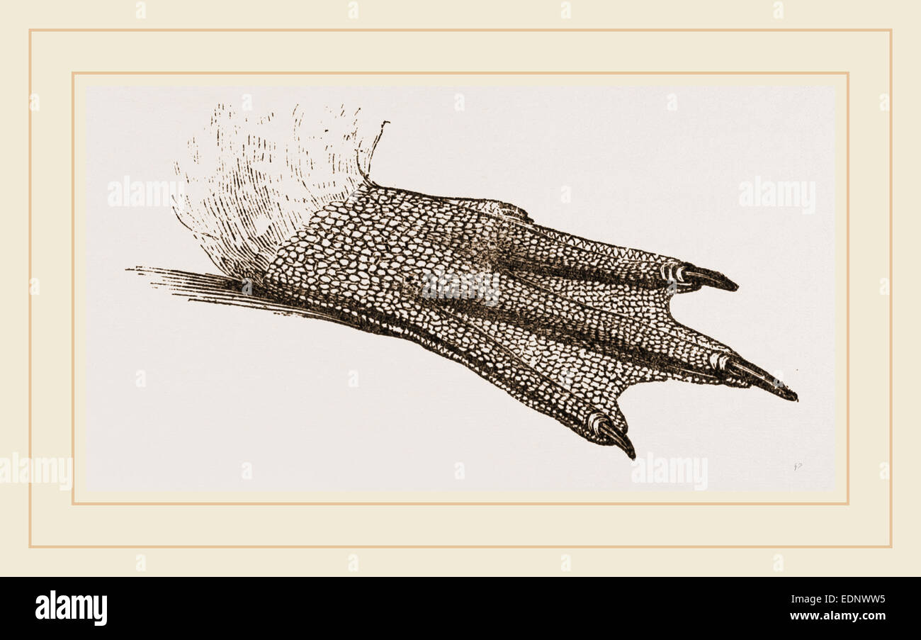 Foot of King Penguin Stock Photo - Alamy