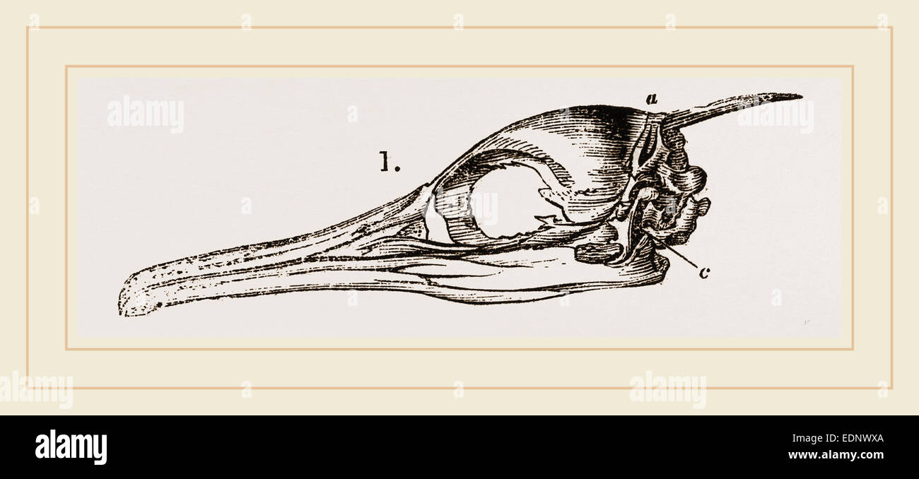 Skull head hi-res stock photography and images - Alamy