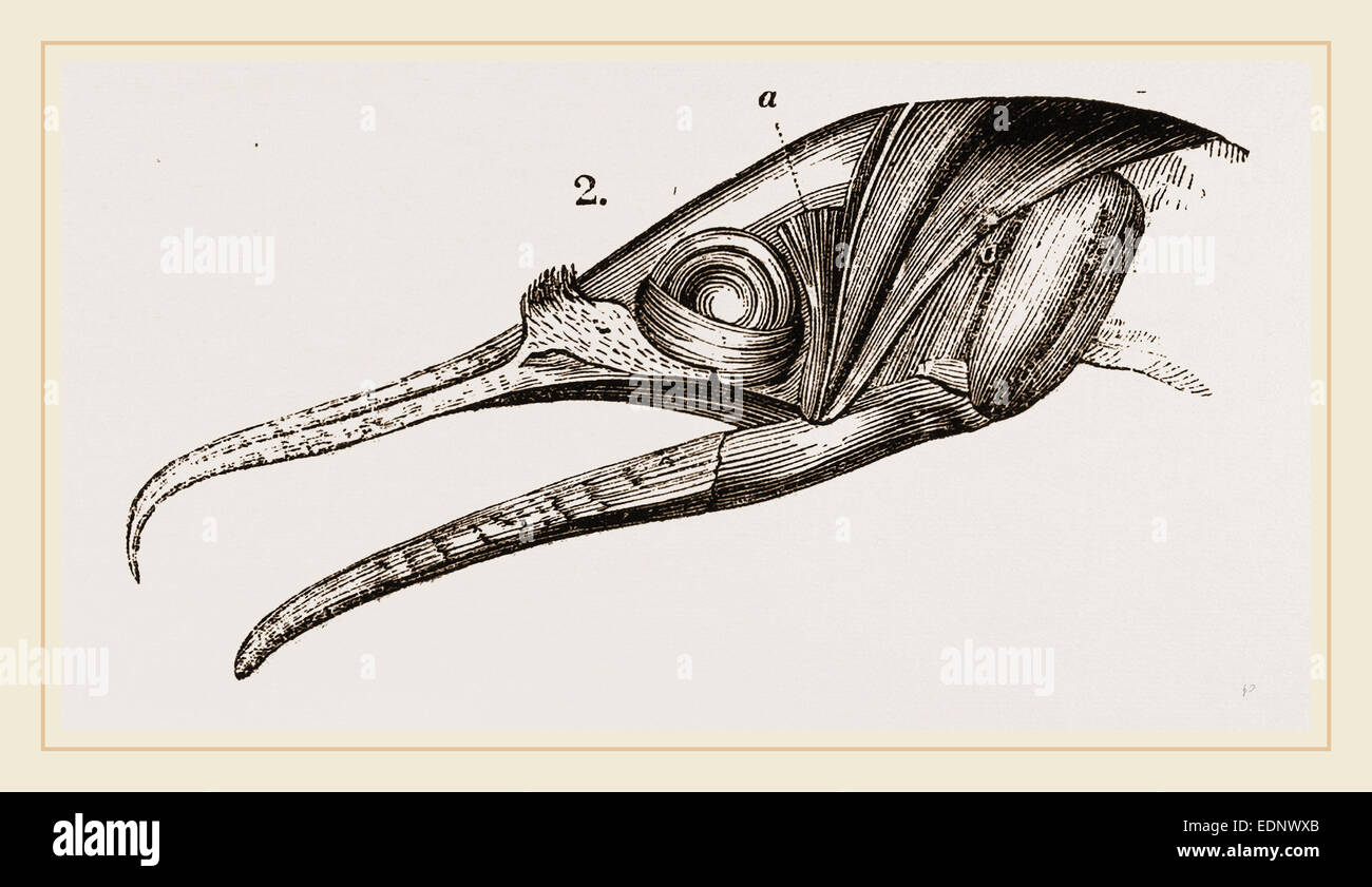 Skull head hi-res stock photography and images - Alamy