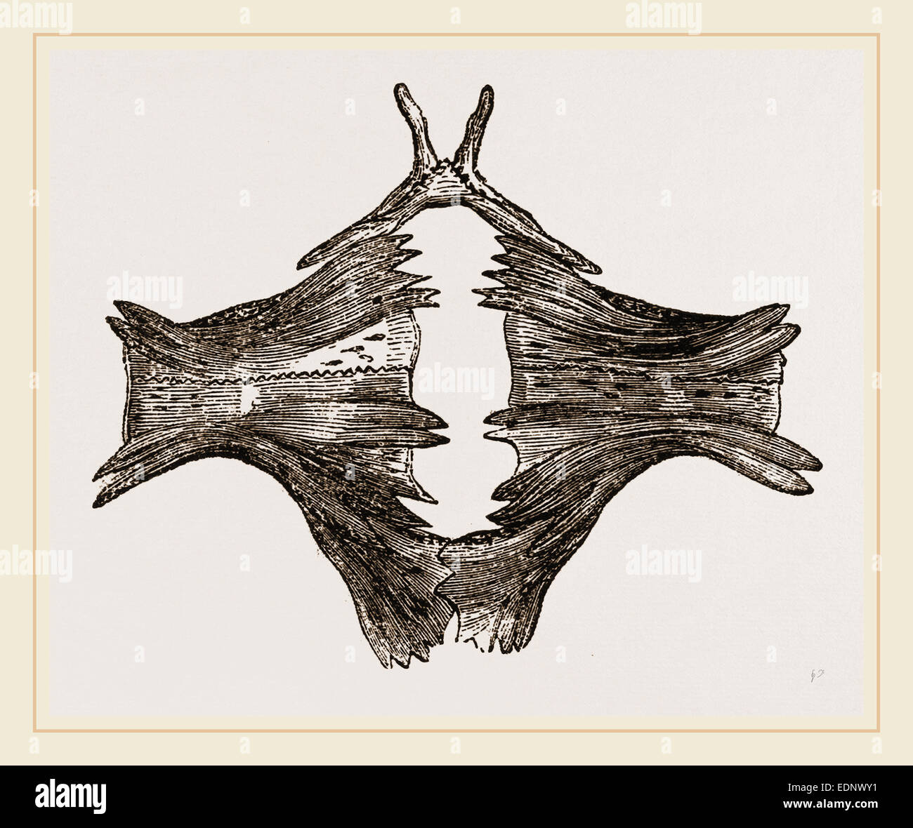 Sternum hi-res stock photography and images - Alamy