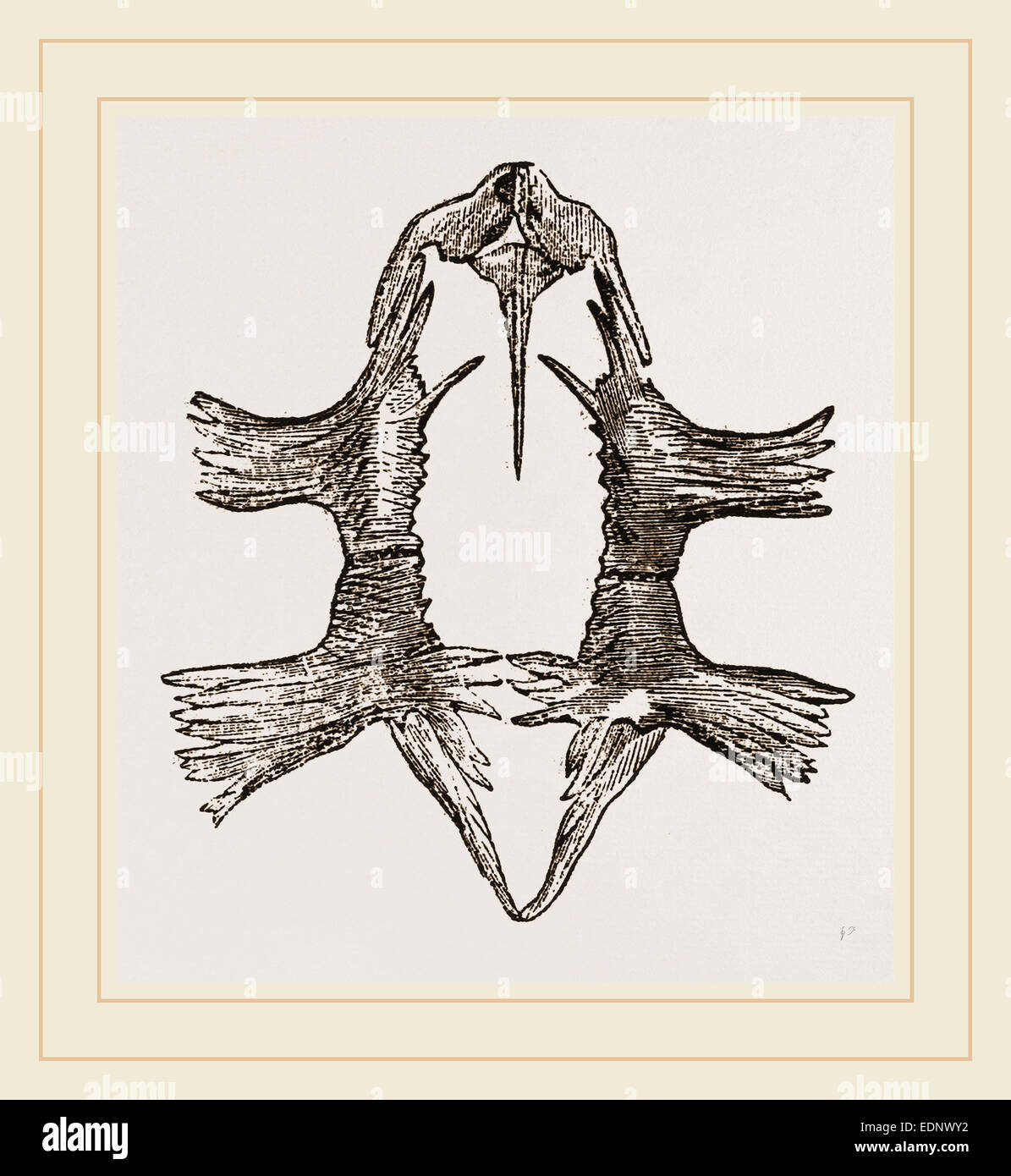 Sternum of Loggerhead Turtle Stock Photo - Alamy