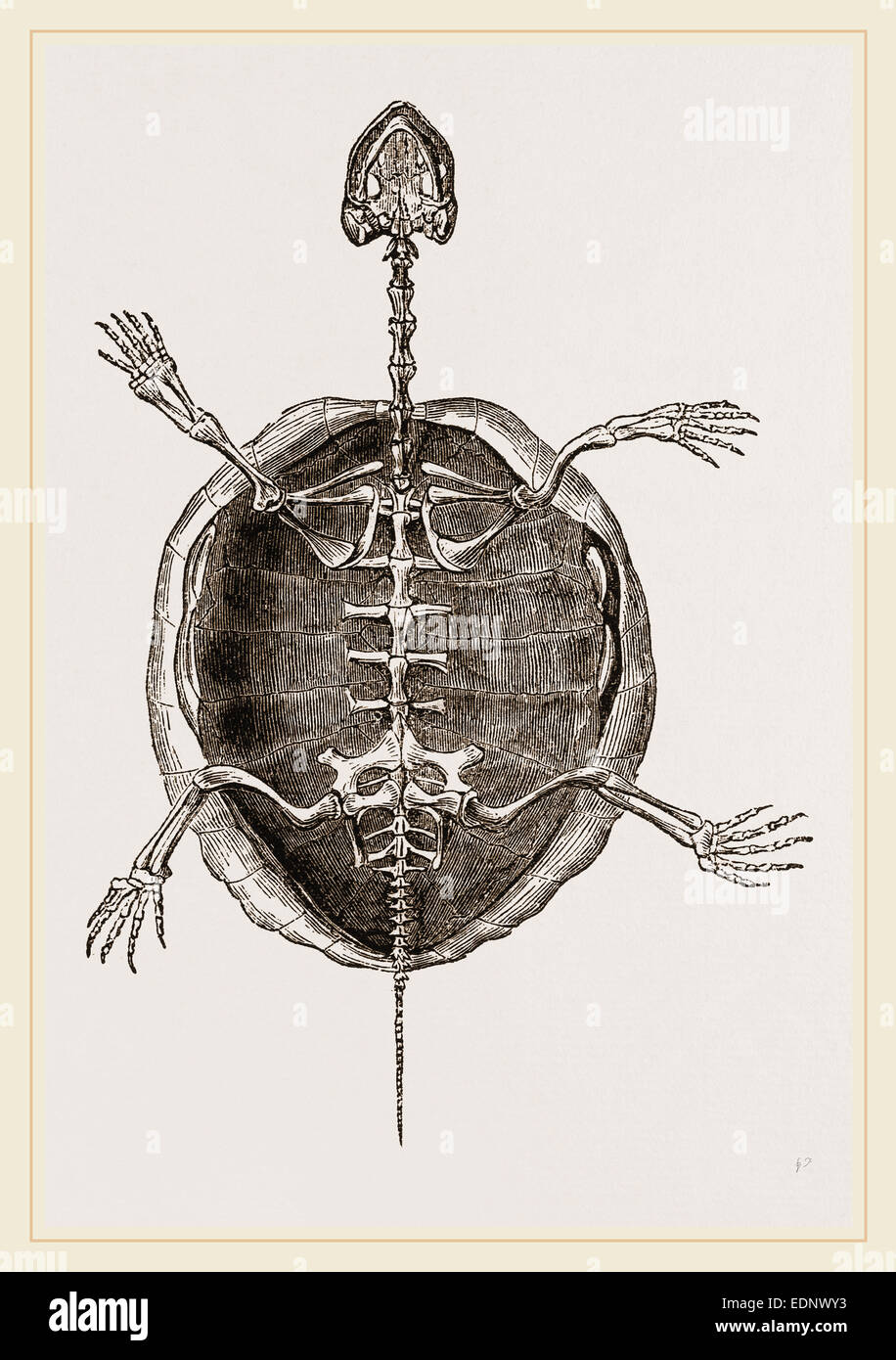 Skeleton of Marsh Tortoise Stock Photo - Alamy