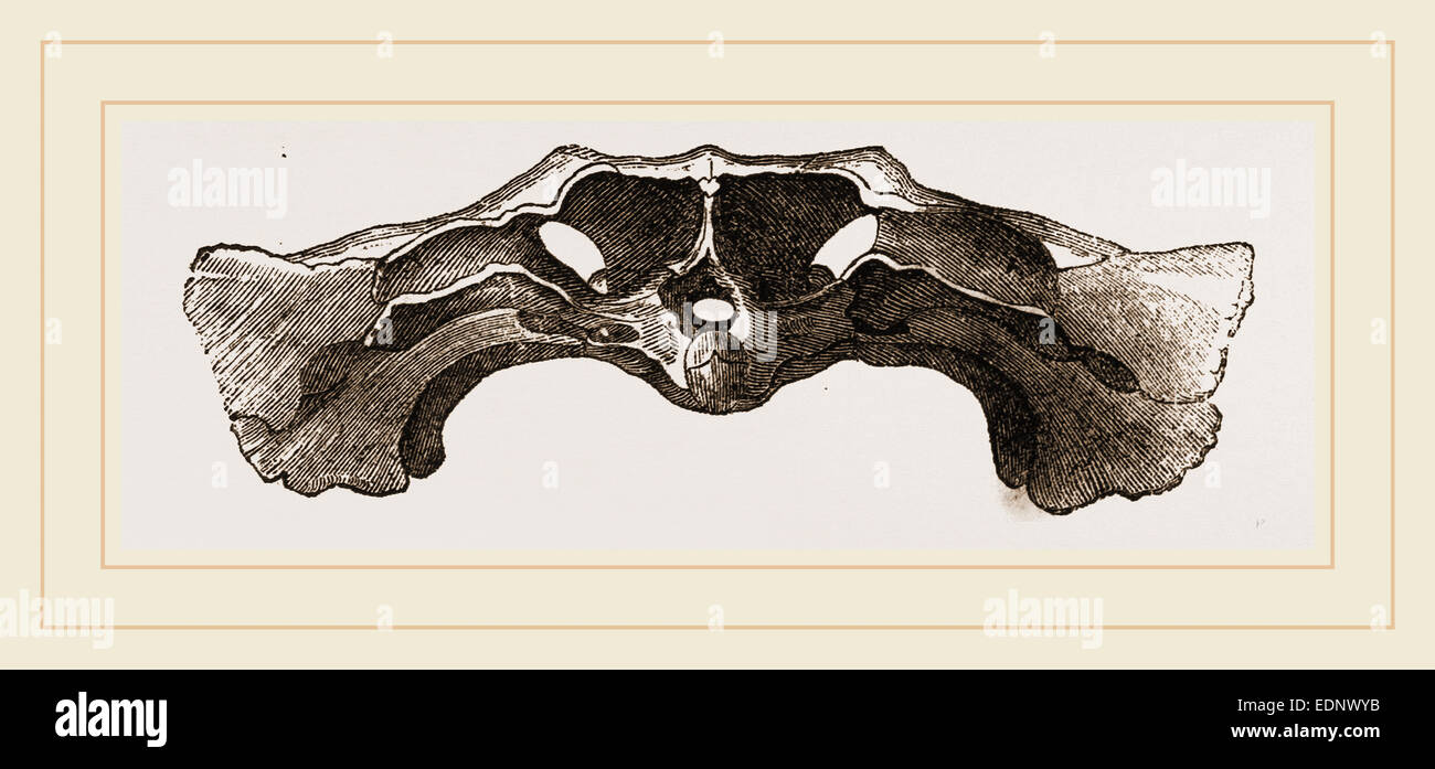 Skull of Matamata back view Stock Photo - Alamy