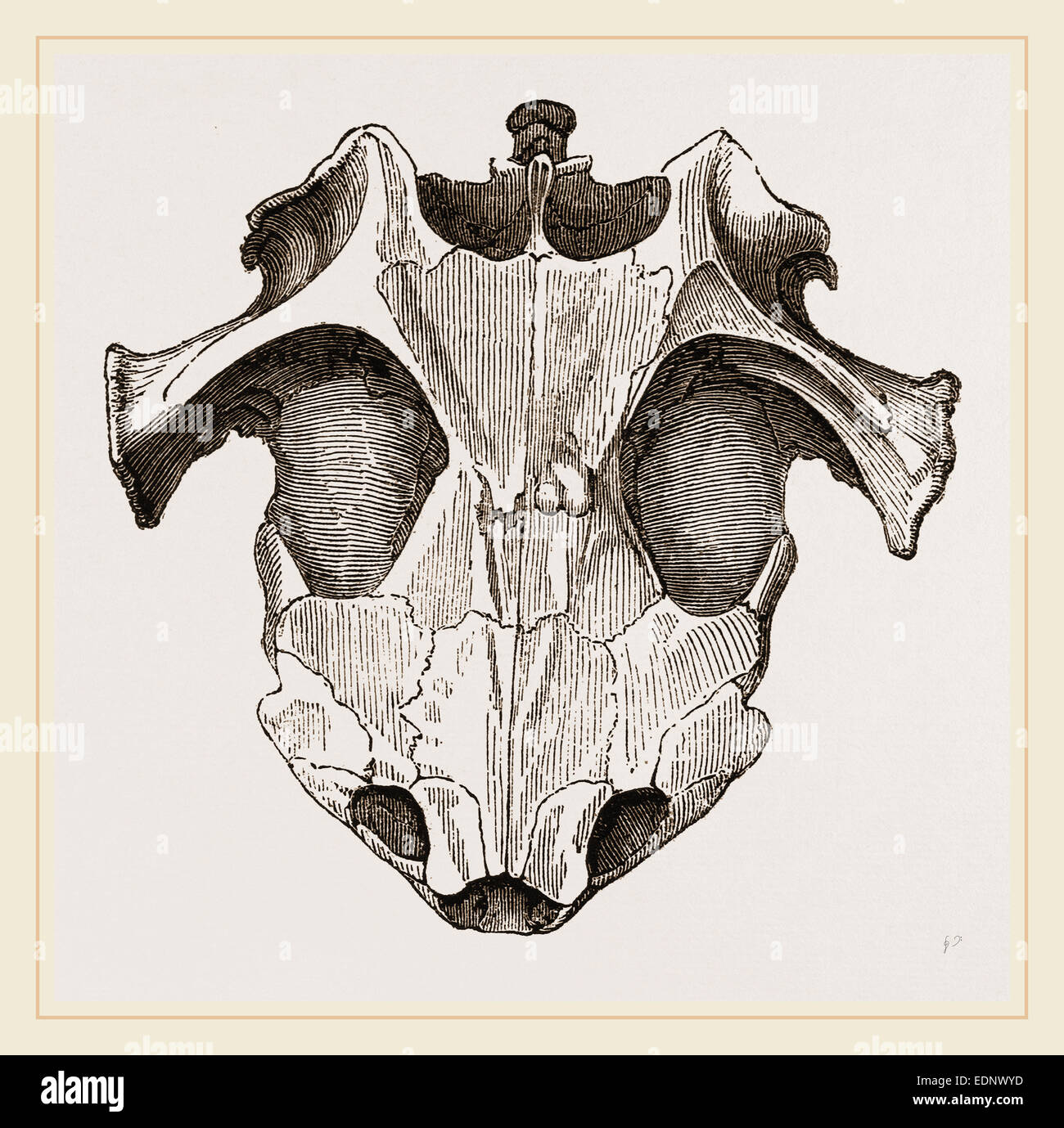 Skull of Matamata from above Stock Photo - Alamy