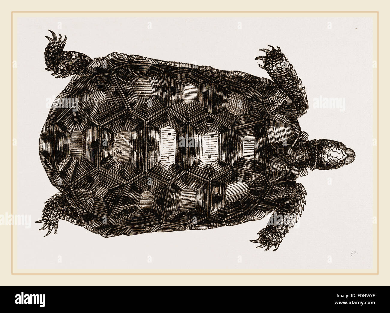 Pyxis hi-res stock photography and images - Alamy