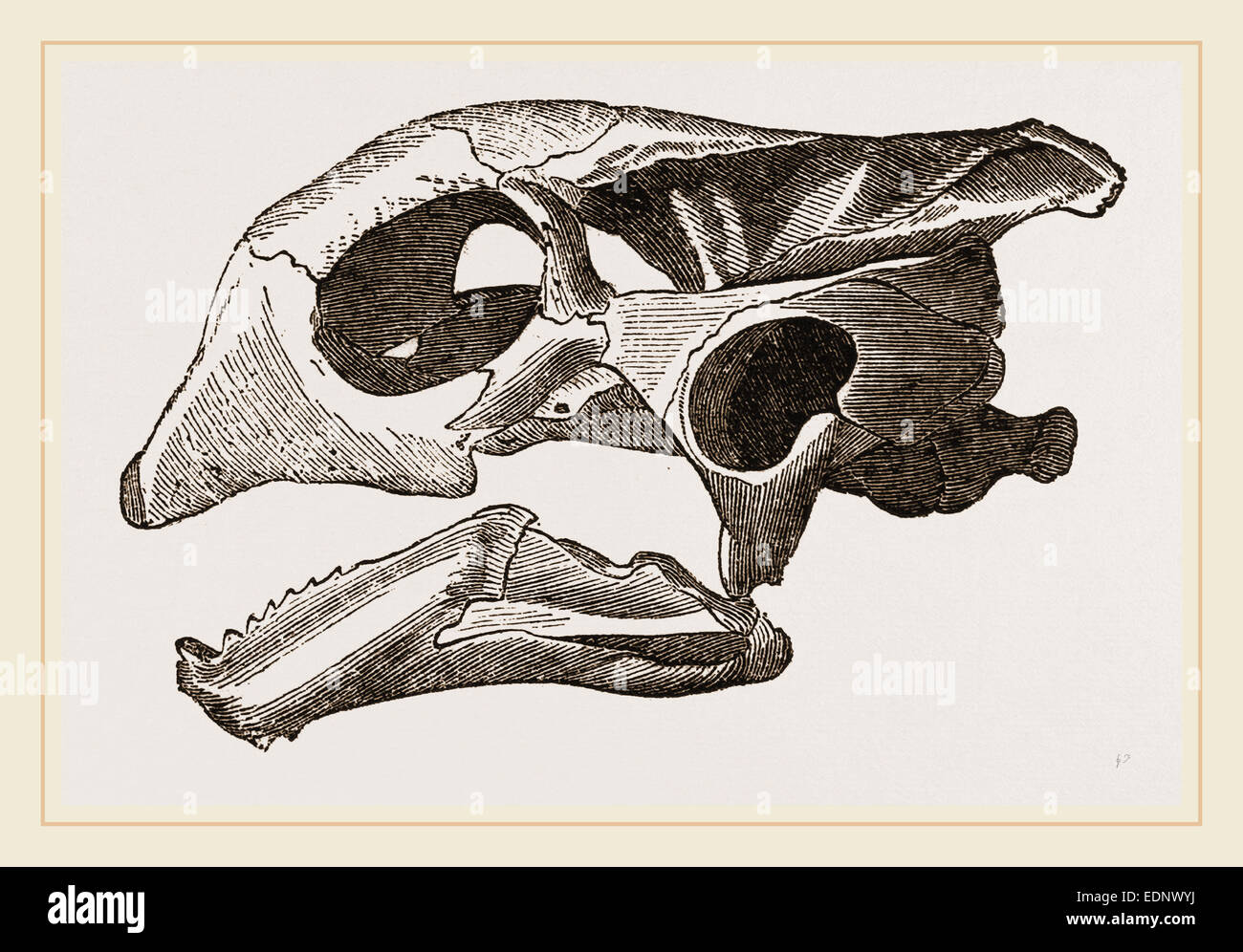 Tortoise Skull High Resolution Stock Photography and Images - Alamy