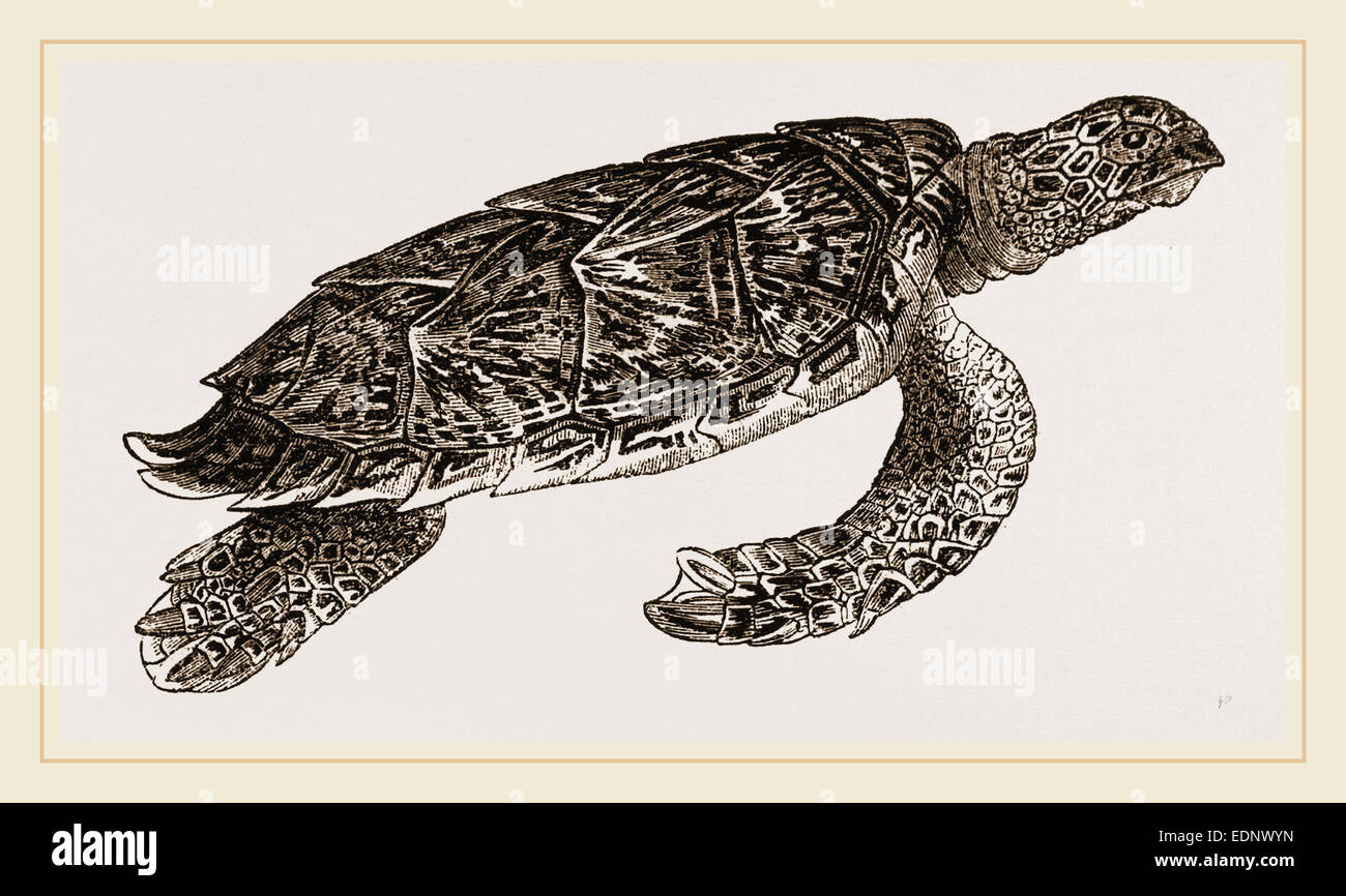Hawk's bill Turtle Stock Photo - Alamy