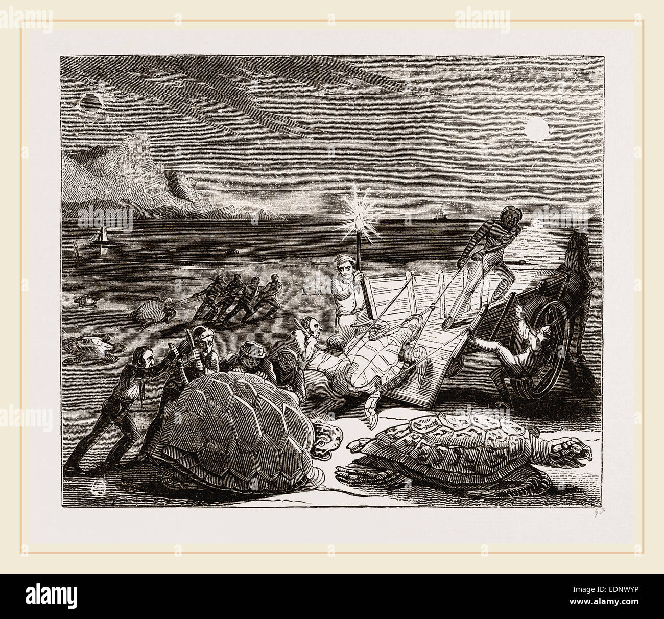 Catching turtles hi-res stock photography and images - Alamy