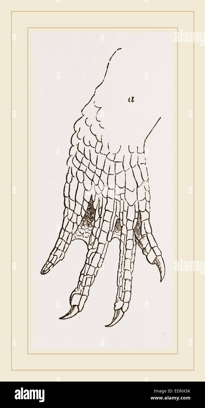 Hind-Leg of Caiman Stock Photo - Alamy