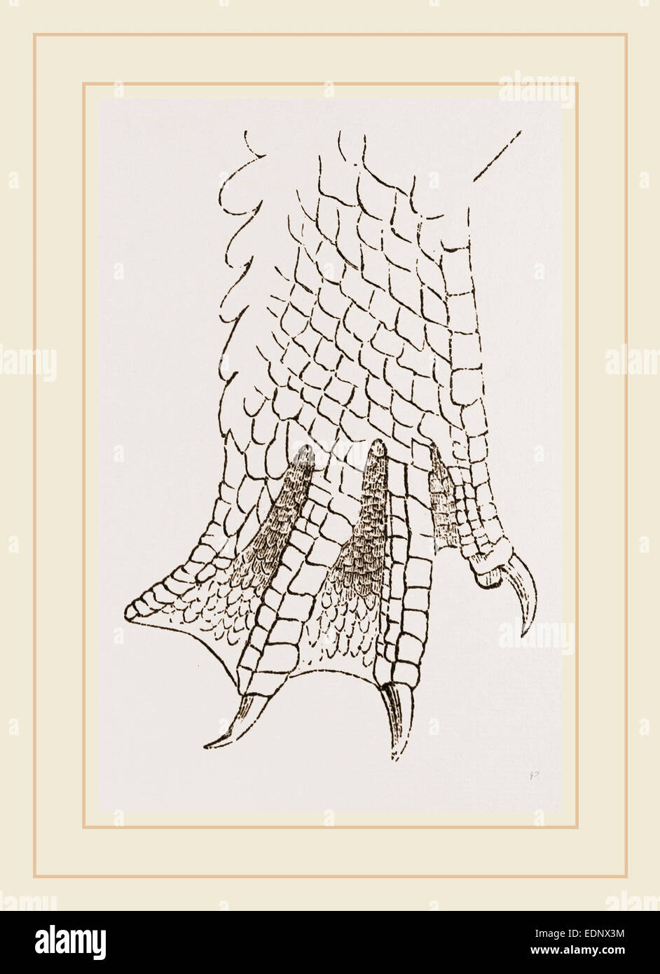 Hind-Leg of Crocodile Stock Photo - Alamy