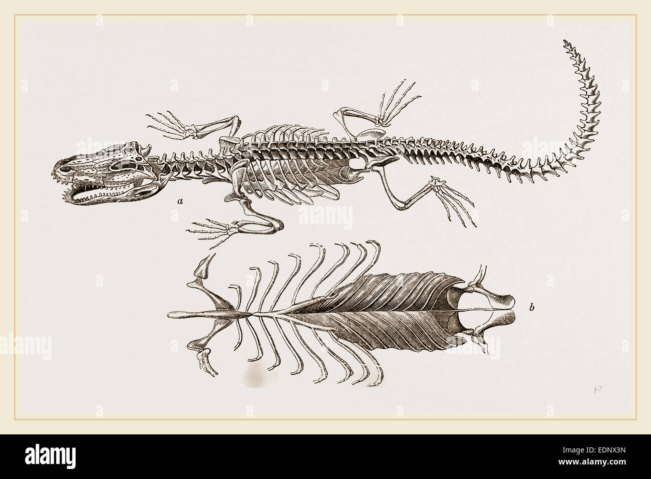 Skeleton and Sternum of Pike nosed Caiman or Alligator Stock Photo - Alamy