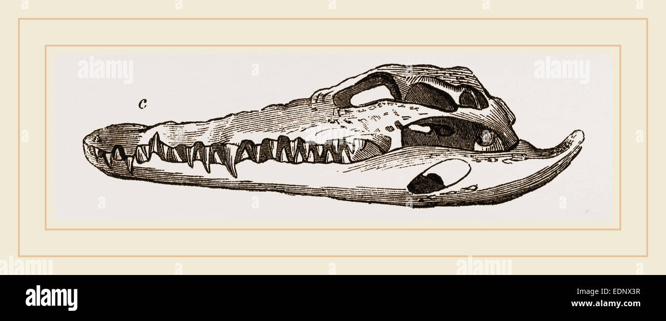Skull of Crocodile and Caiman Stock Photo - Alamy