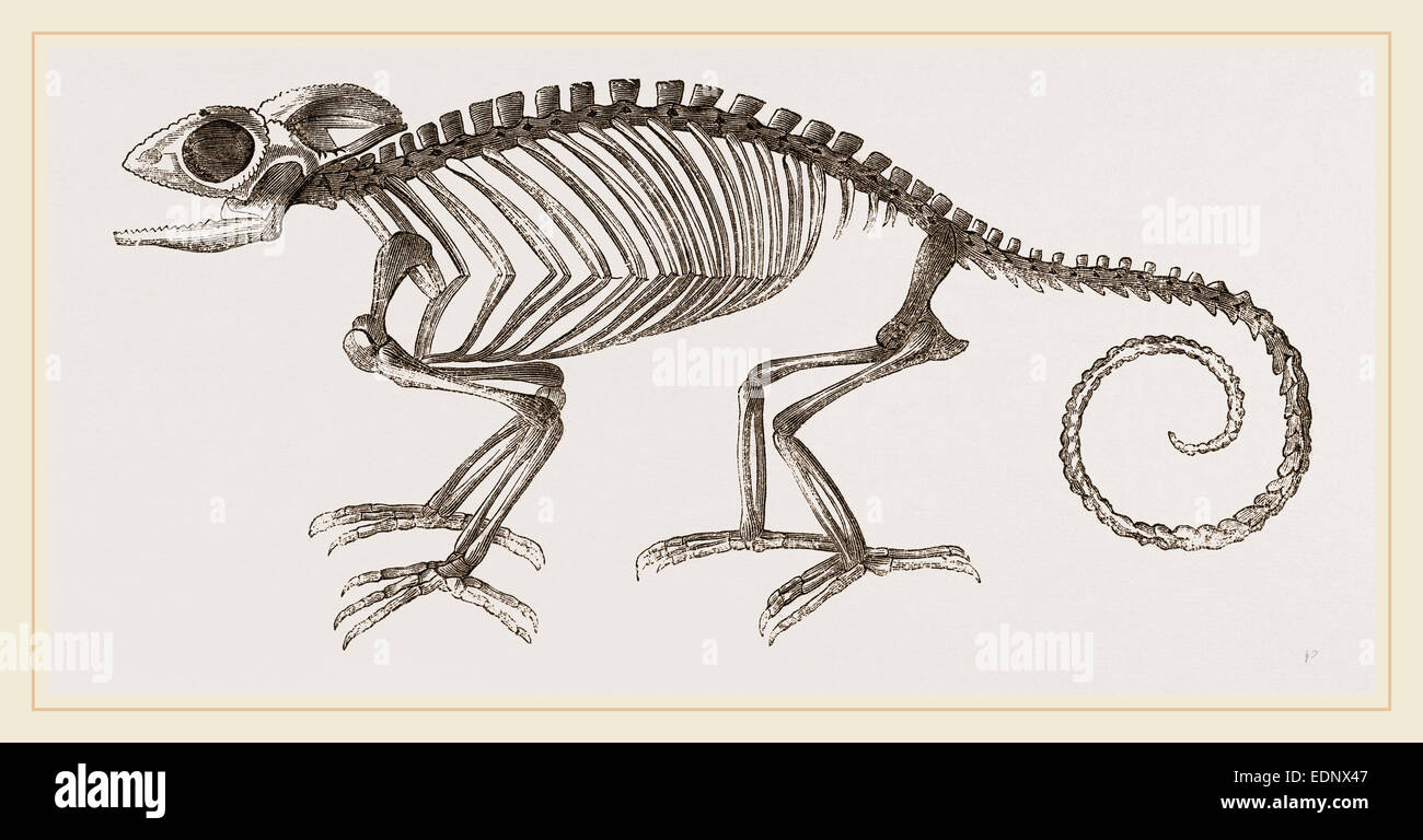 Skeleton of Chameleon Stock Photo - Alamy