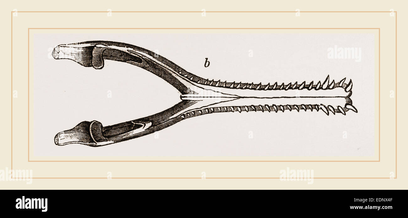 Head of Gavial Stock Photo - Alamy