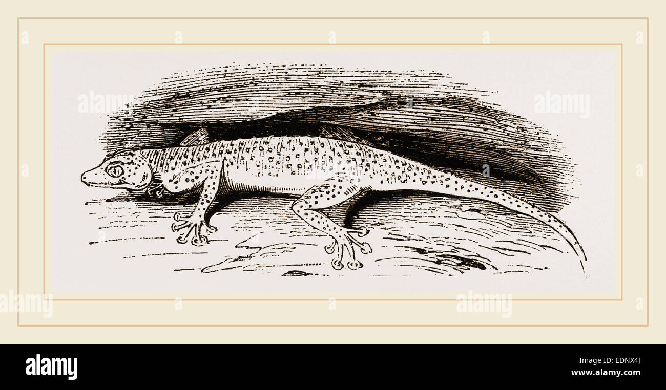 Egyptian gecko hi-res stock photography and images - Alamy