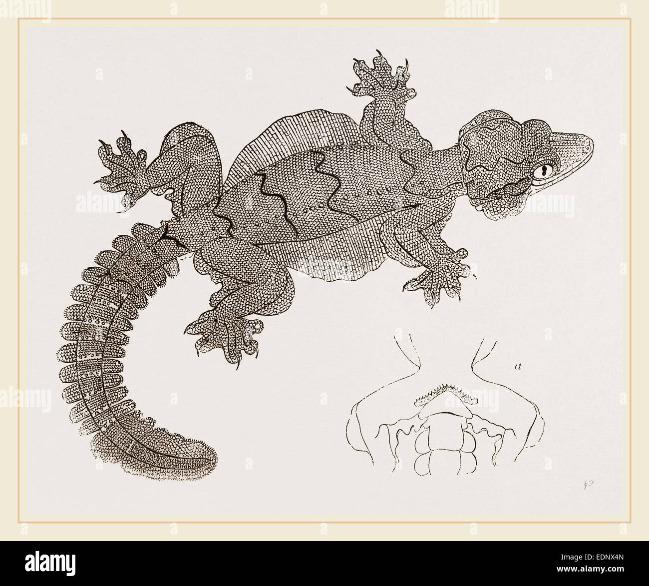 Smooth headed gecko hi-res stock photography and images - Alamy