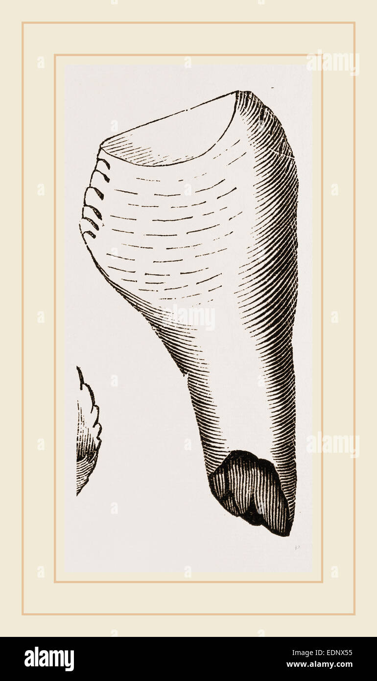 Teeth of Fossil Iguanodon Stock Photo - Alamy