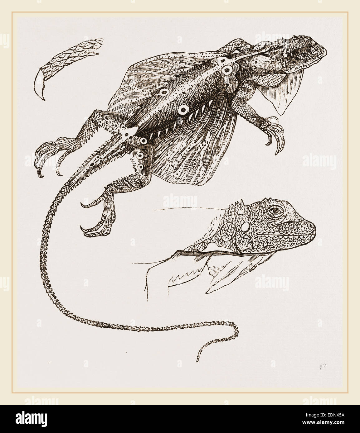 Fringed dragon hi-res stock photography and images - Alamy