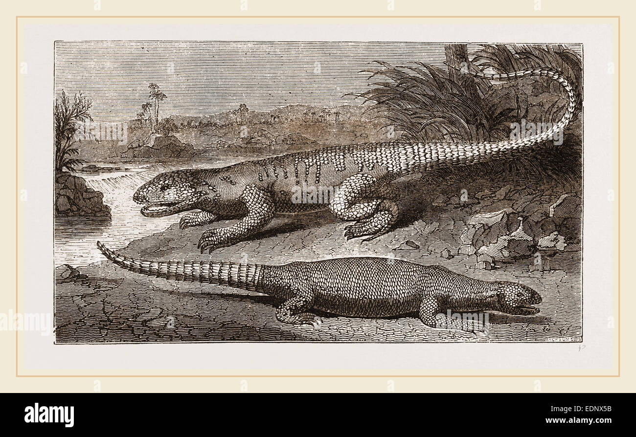 Common Stellio and Spine-footed Stellio Stock Photo - Alamy