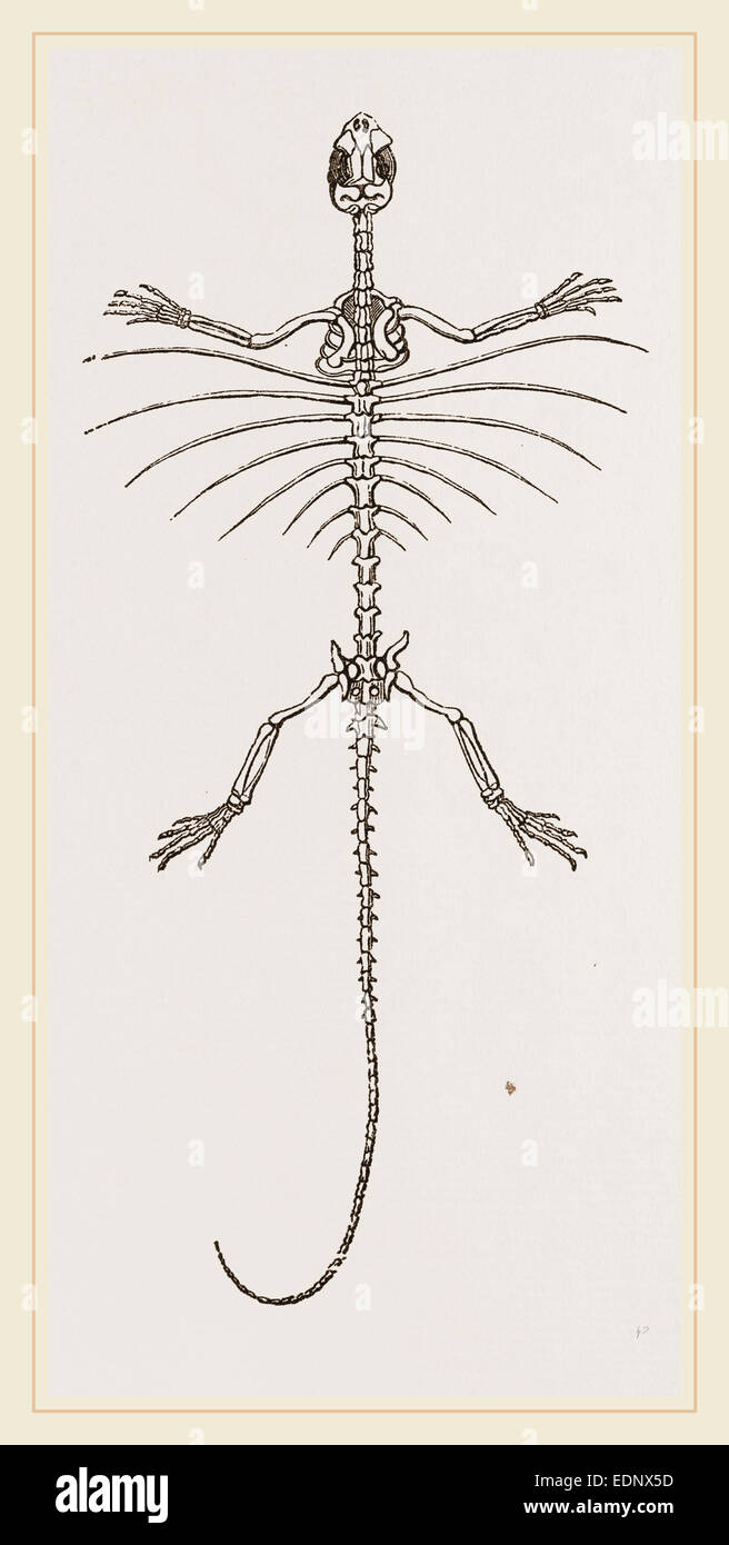 Skeleton of Fringed Dragon Stock Photo - Alamy