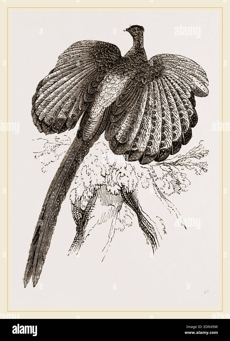 Argus history hi-res stock photography and images - Alamy