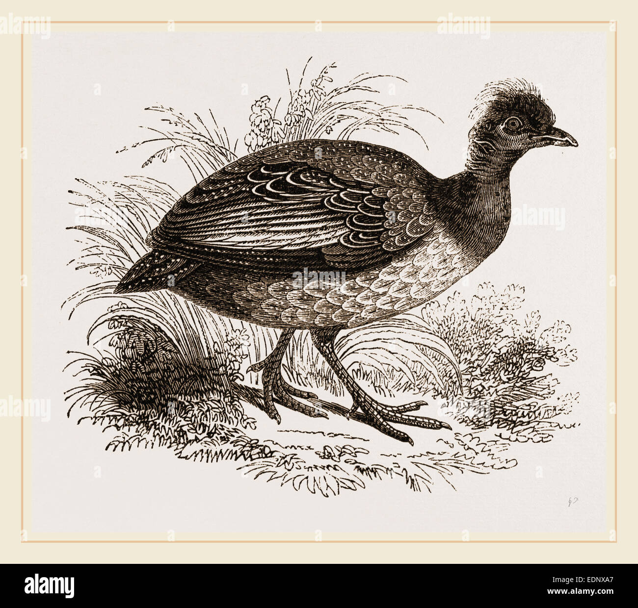 Crested guinea fowl hi-res stock photography and images - Alamy