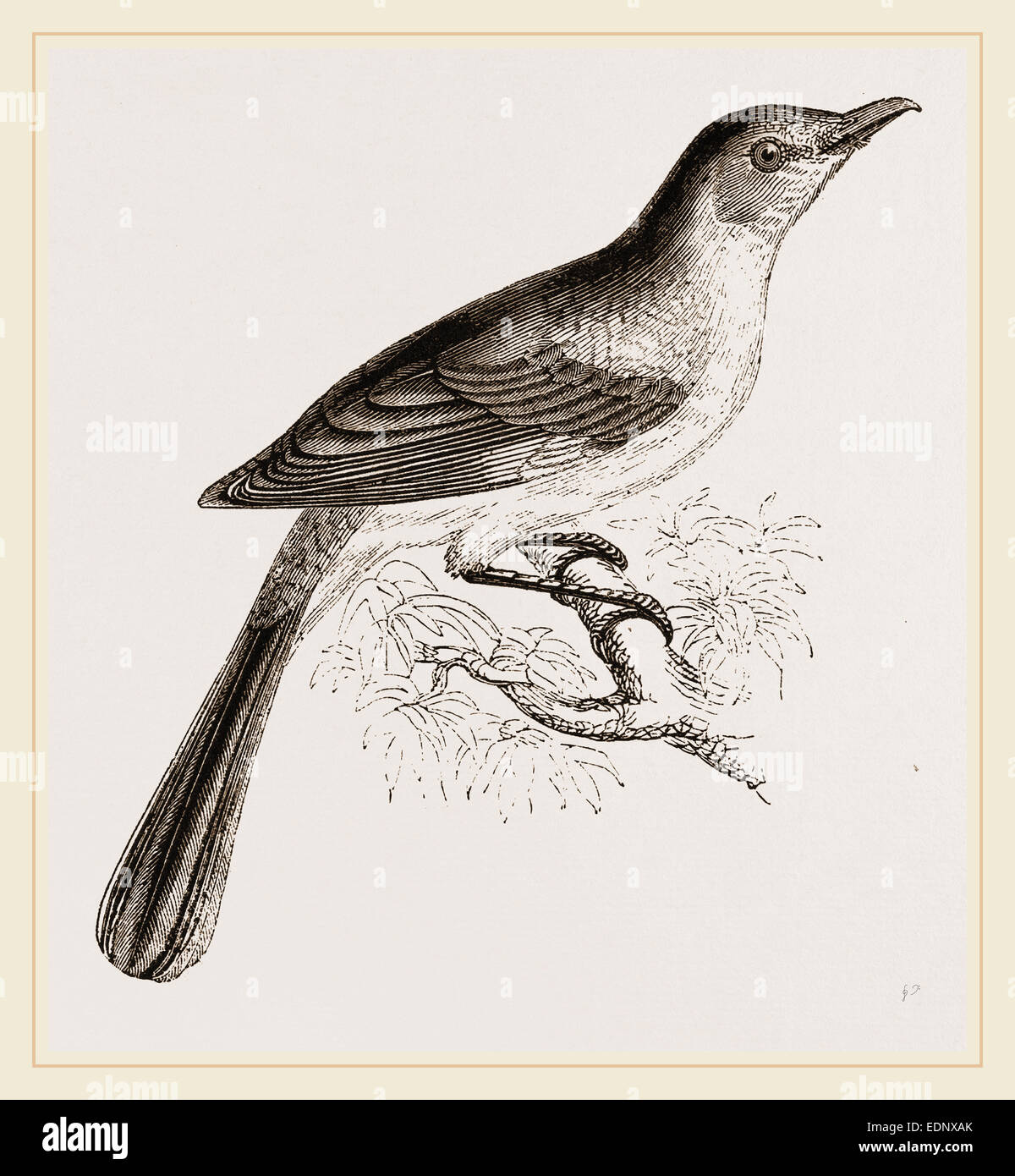 Mocking bird hi-res stock photography and images - Alamy