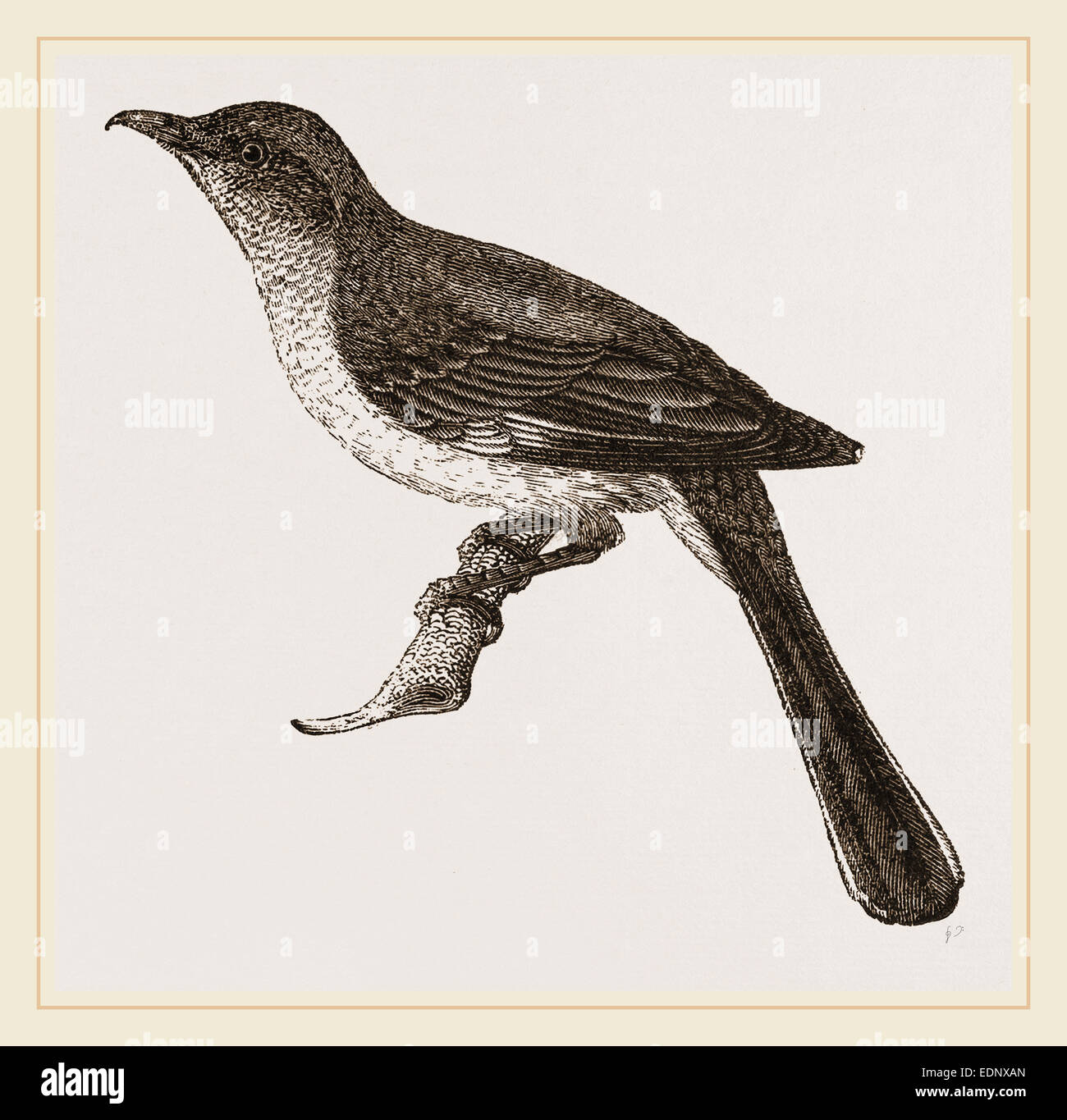 Mocking hi-res stock photography and images - Alamy