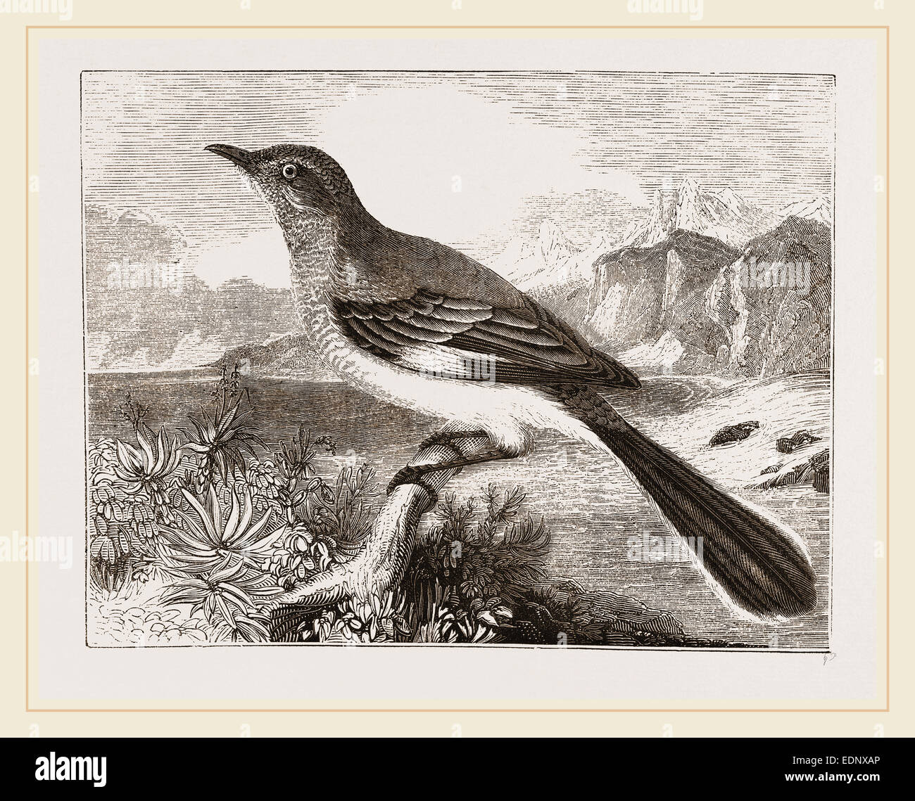 Mocking bird hi-res stock photography and images - Alamy