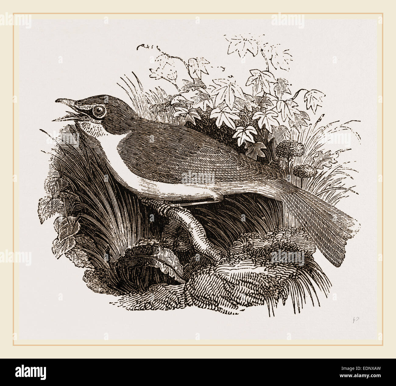 Mocking bird hi-res stock photography and images - Alamy