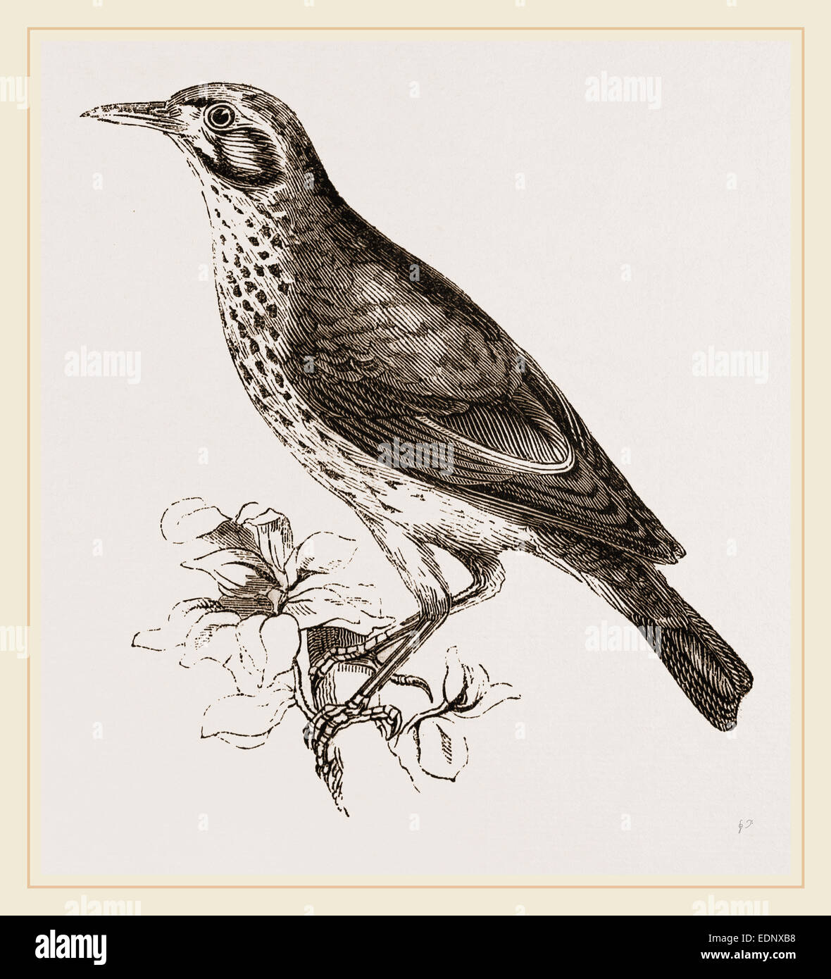 Ground scraping Thrush Stock Photo - Alamy