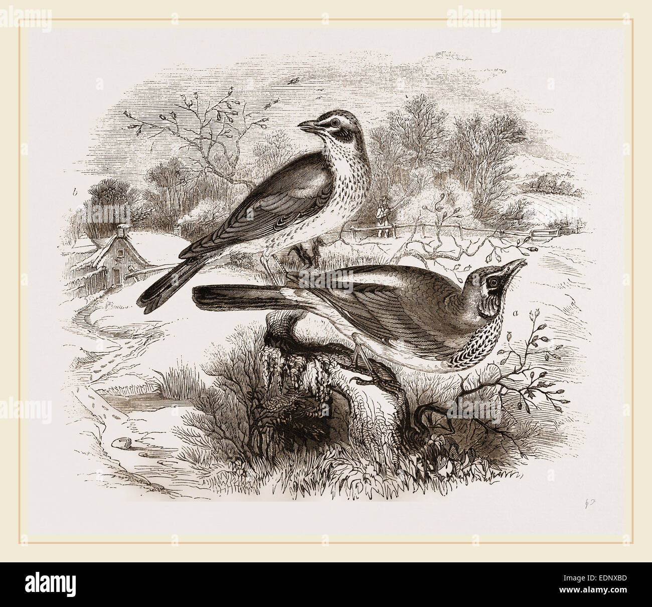 Fieldfare, Redwing Stock Photo - Alamy