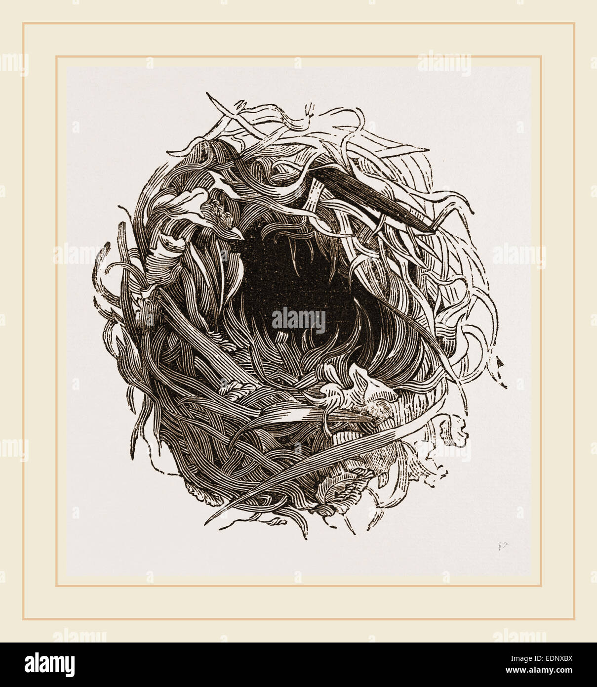 Nest of Yellow Wren Stock Photo - Alamy