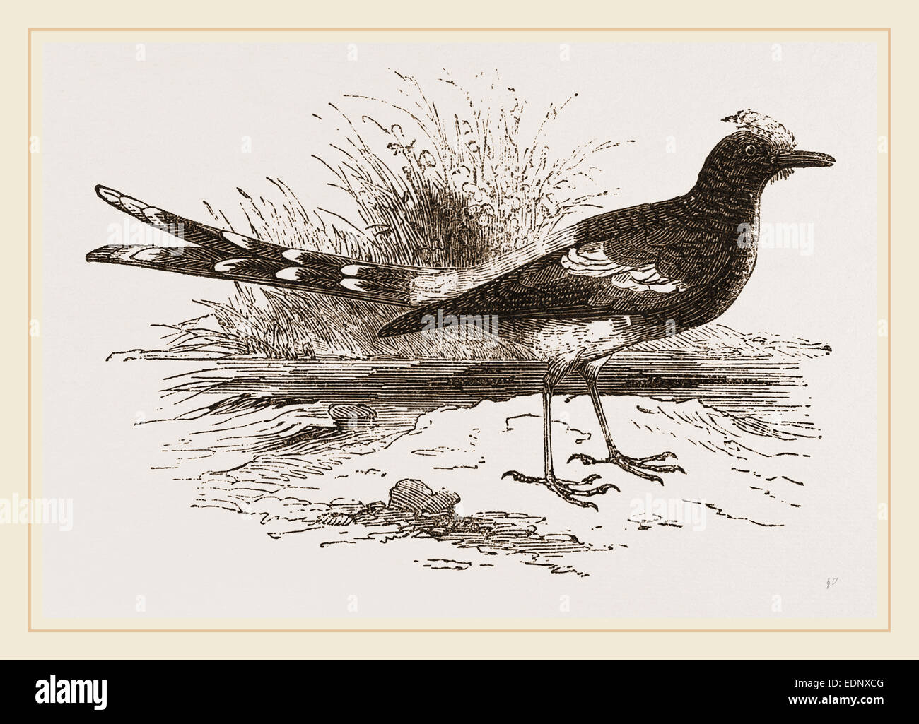 History of java hi-res stock photography and images - Alamy