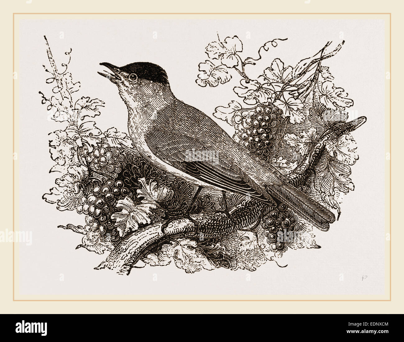 The black cap hi-res stock photography and images - Alamy